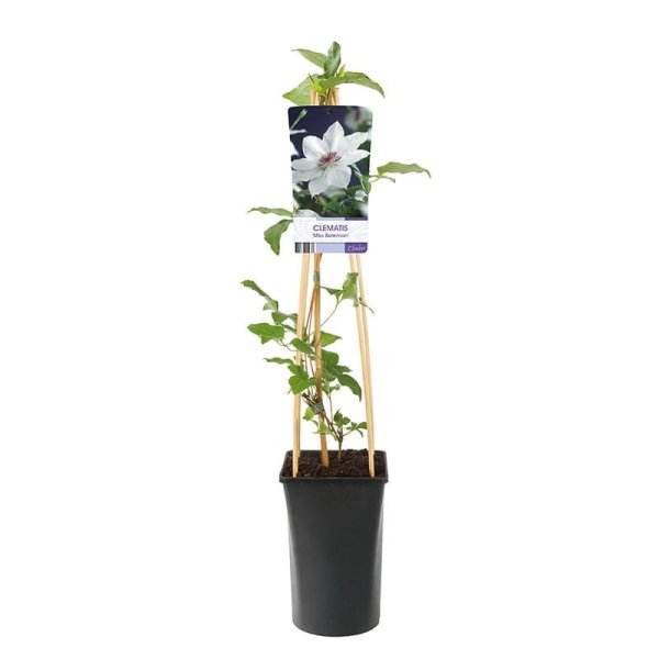 Vit patens klematis, 5-pack - Klätterväxter