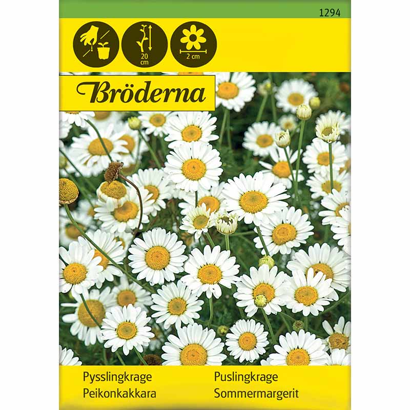 Mini Marguerite - Seeds - Theseedstore.eu