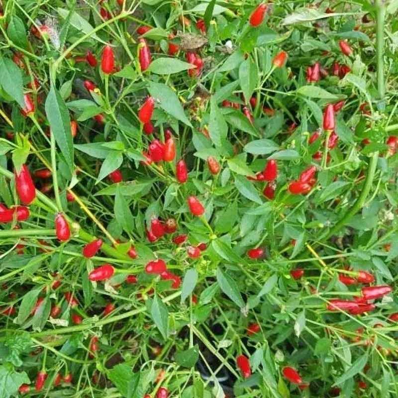 Chili Pepper 'African Birdseye Chili Pepper' - Seeds