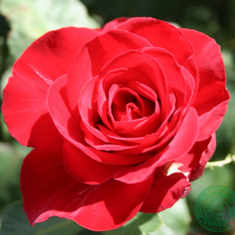 Storblommig ros Courage, 10-Pack - Rosor - Theseedstore.eu