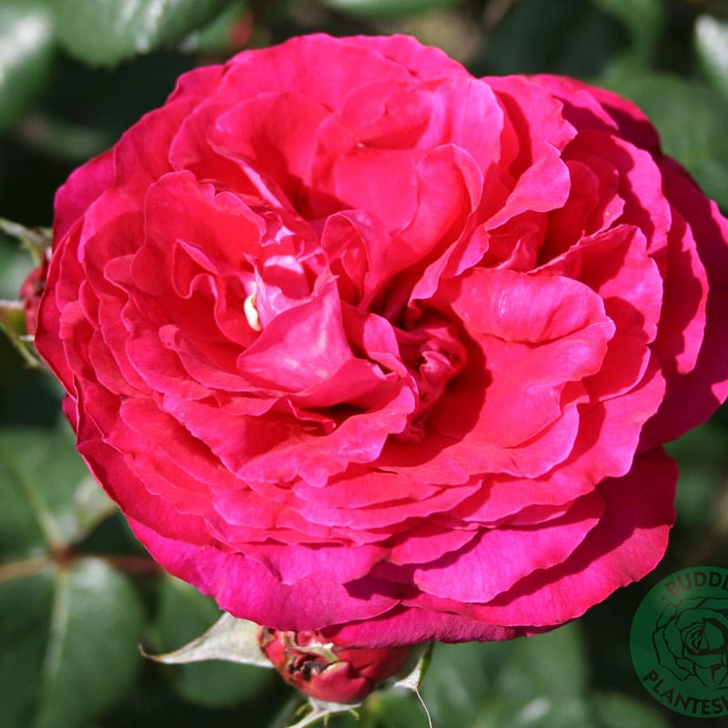 Buskros Katherine Renaissance, 10-Pack - Rosor