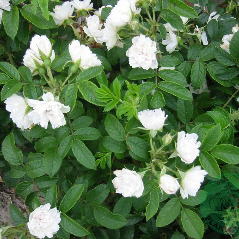 Buskros White Grootendorst, 1-Pack - Rosor - Theseedstore.eu
