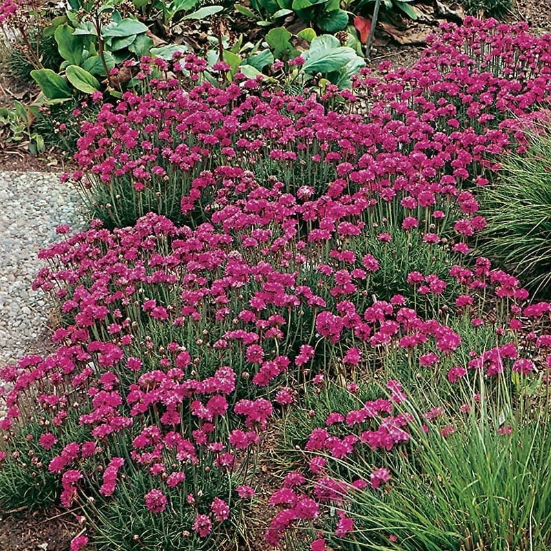 Strandtrift "Dusseldorfer stolz", 6-Pack - Perenner